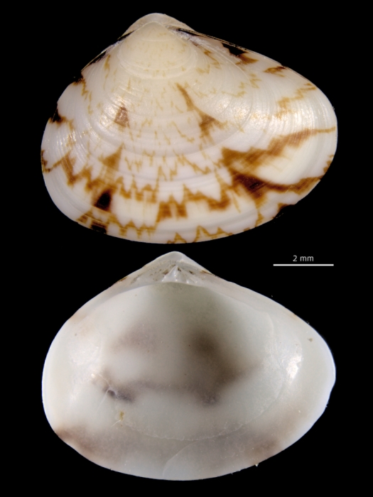 WoRMS - World Register of Marine Species