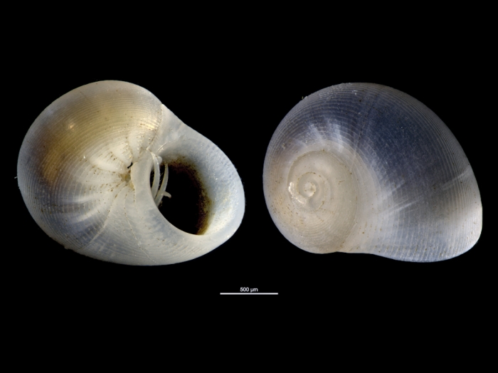 WoRMS - World Register of Marine Species - Photogallery