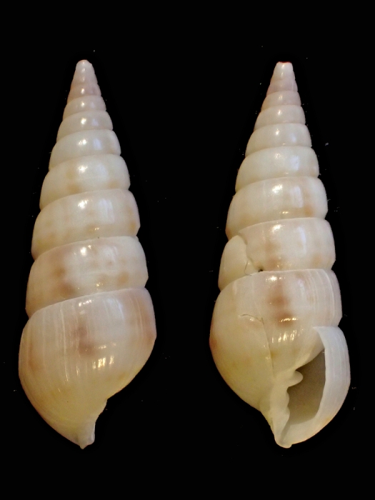 WoRMS - World Register of Marine Species - Photogallery