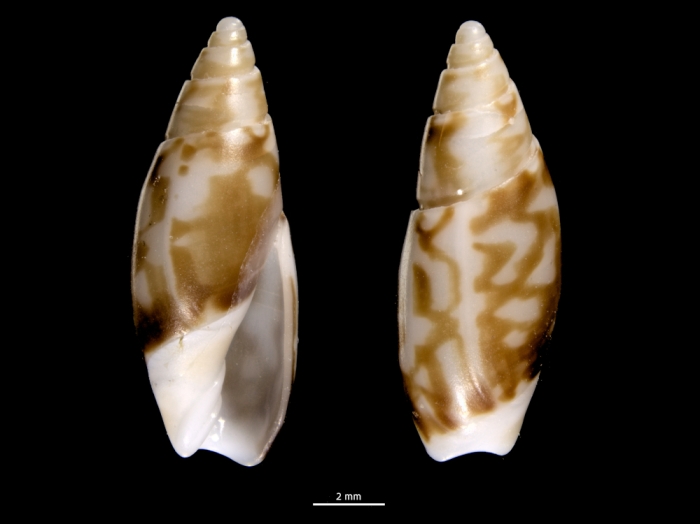 WoRMS - World Register of Marine Species