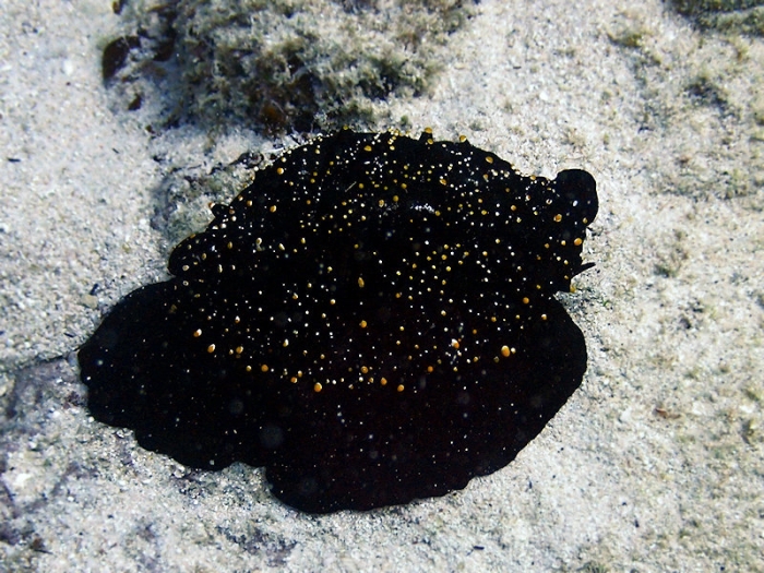 WoRMS - World Register of Marine Species - Photogallery