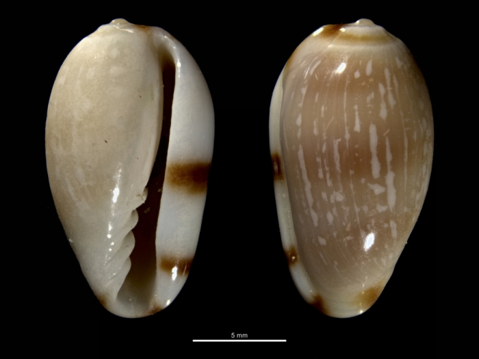 WoRMS - World Register of Marine Species