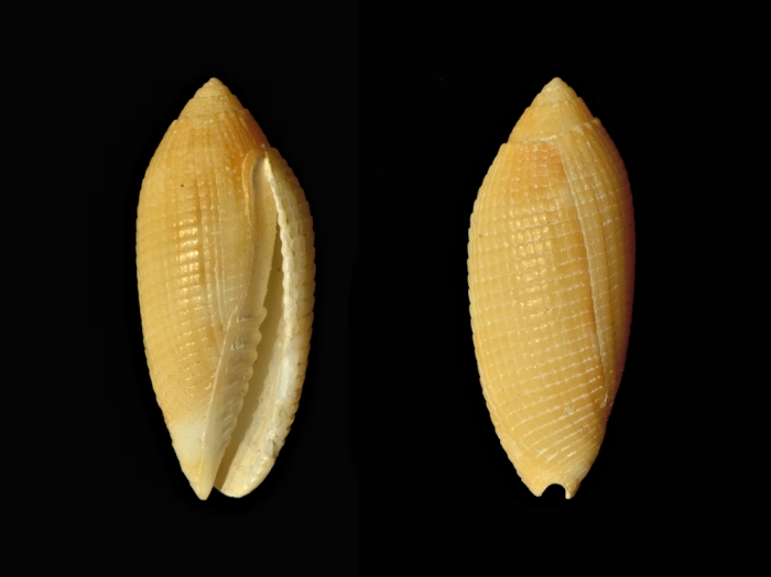 WoRMS - World Register of Marine Species