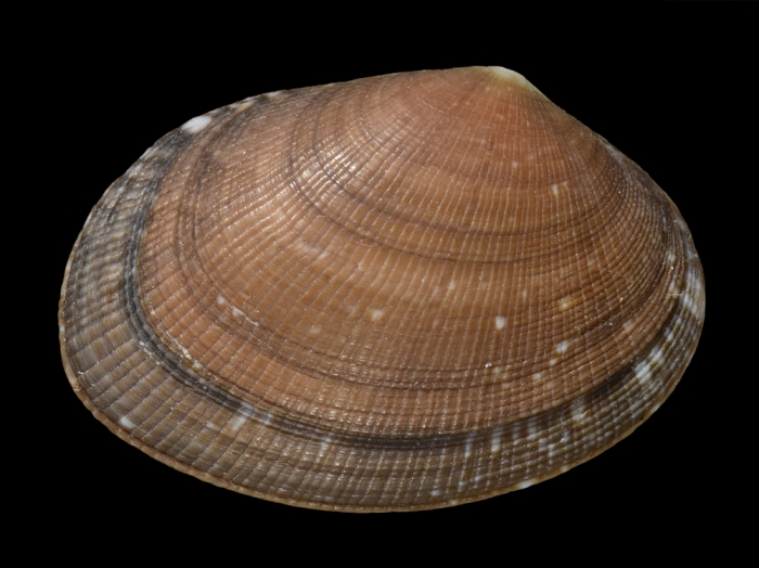 WoRMS - World Register of Marine Species - Photogallery