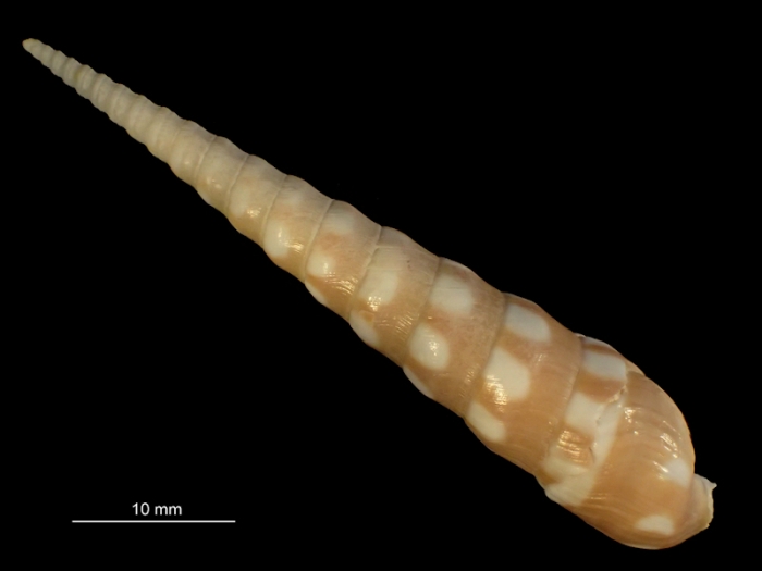 WoRMS - World Register of Marine Species - Photogallery