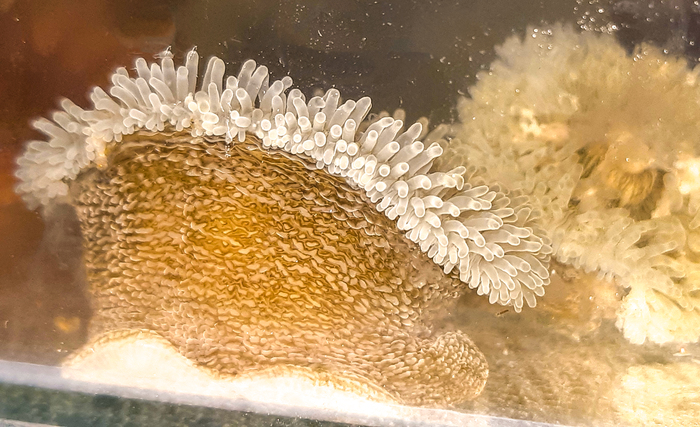 WoRMS - World Register of Marine Species - Photogallery