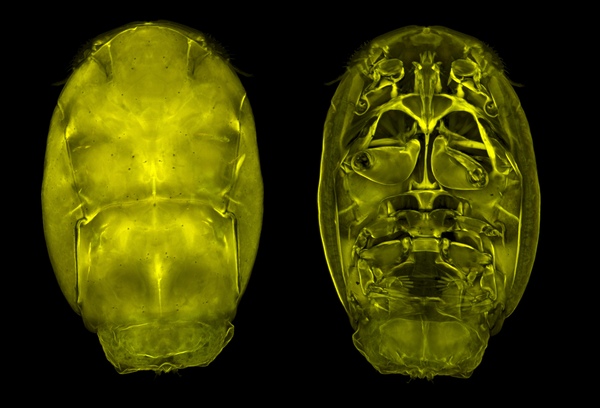 The World of Copepods - Photogallery