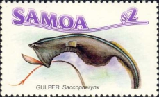 WoRMS - World Register of Marine Species - Saccopharynx Mitchill, 1824