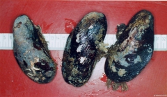 WoRMS - World Register of Marine Species - Modiolus Lamarck, 1799