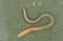WoRMS - World Register of Marine Species - Nephtys hombergii Savigny in ...