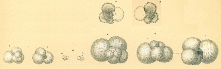 Foraminifera - The World Foraminifera Database - Globigerina d'Orbigny ...