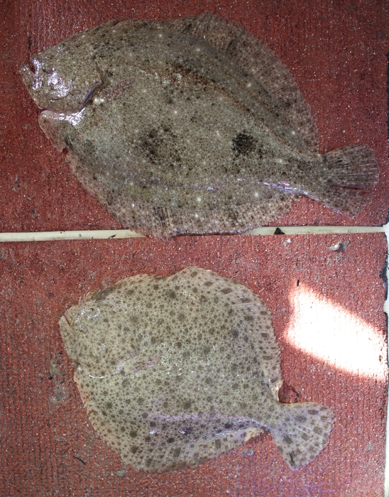 Natuur en soorten Belgische kust | Vlaams Instituut voor de Zee