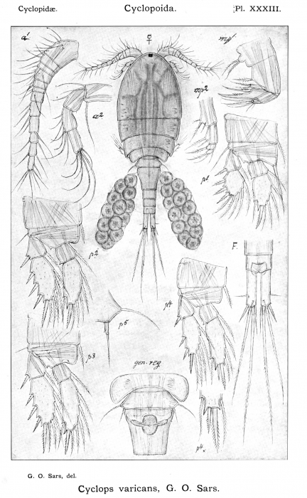 The World of Copepods