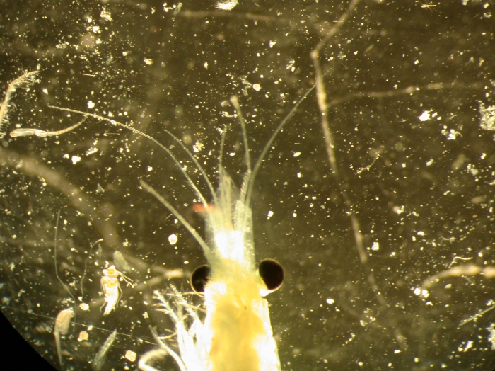 World list of Lophogastrida, Stygiomysida and Mysida - Photogallery