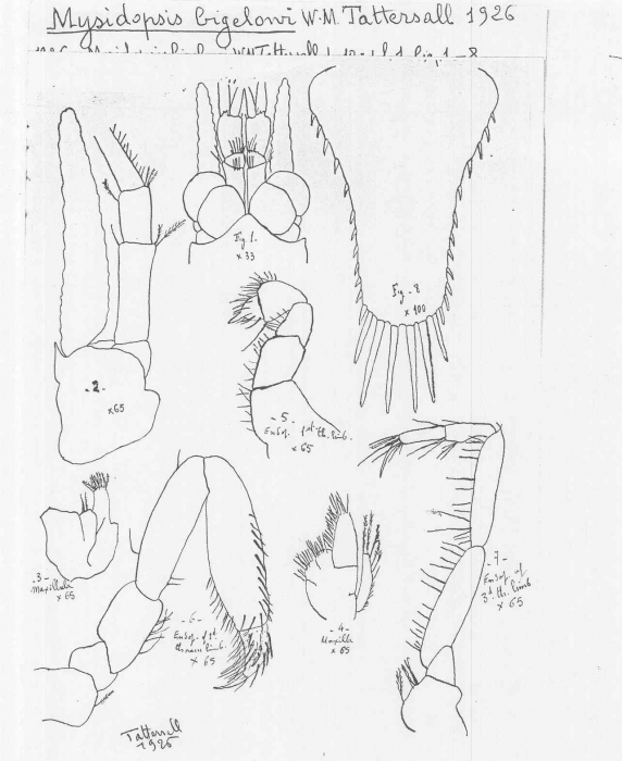 WoRMS - World Register of Marine Species